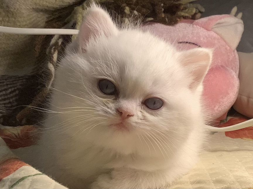 Серебристая шиншилла кошечка