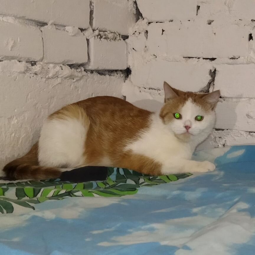 Кошечка в семью