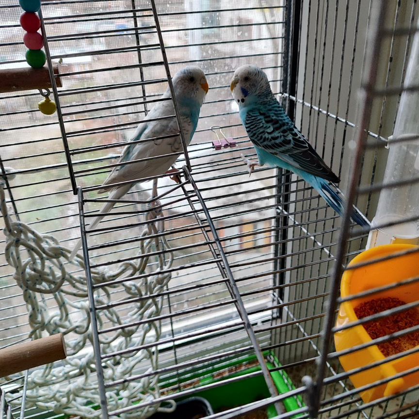 Волнистые попугайчики с клеткой