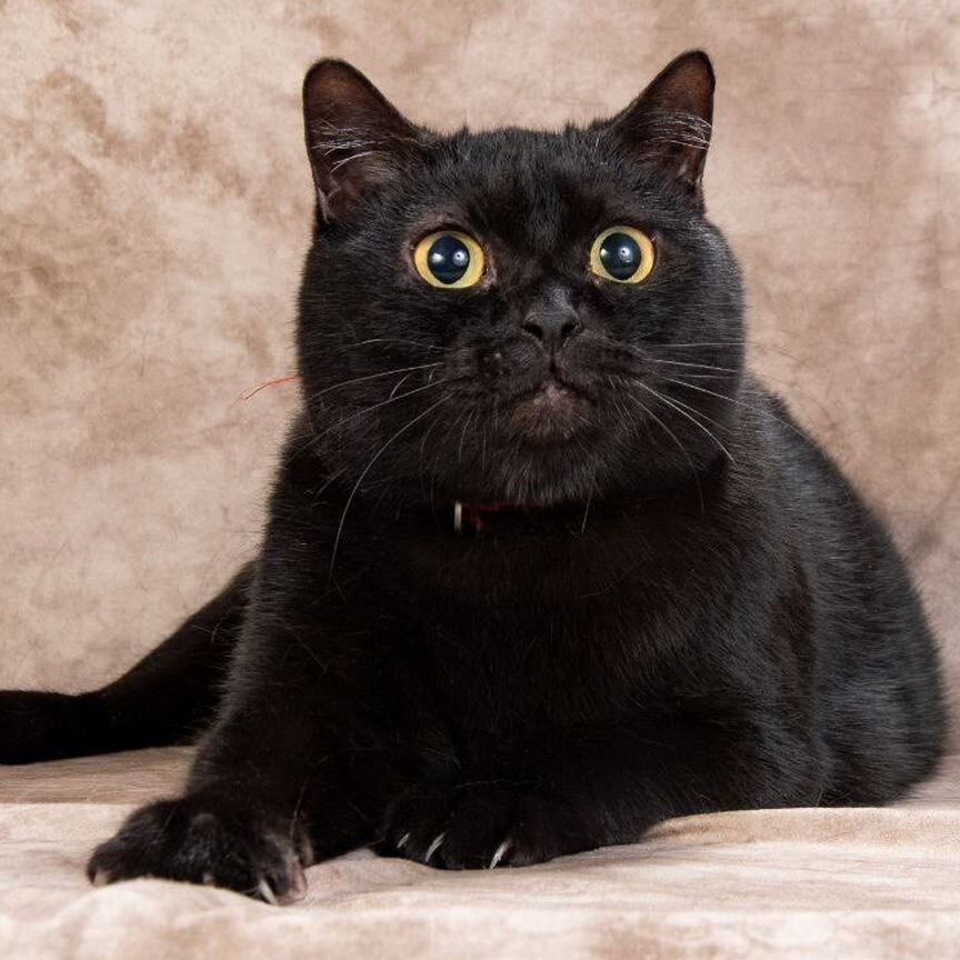 Пеппер ищет дом