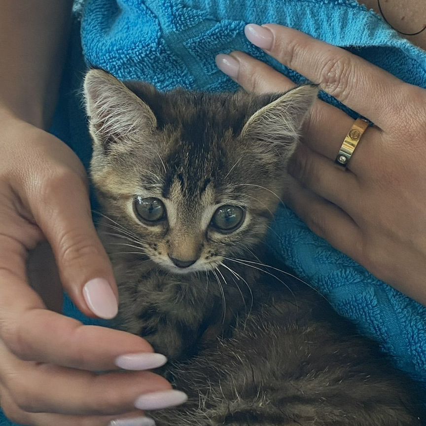 Передержка домашних животных