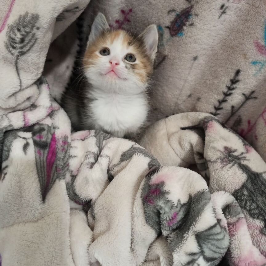 Кошечка в добрые руки