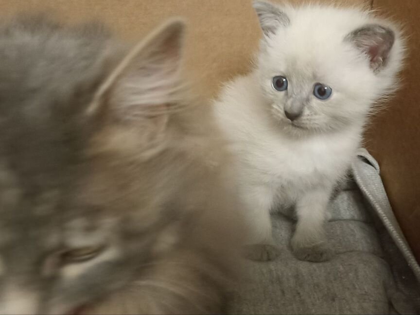 Котята в добрые руки