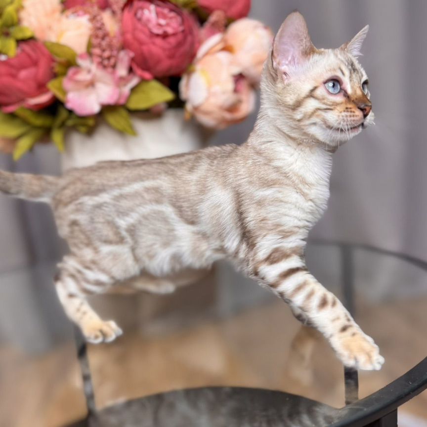 Котик снежный линкс