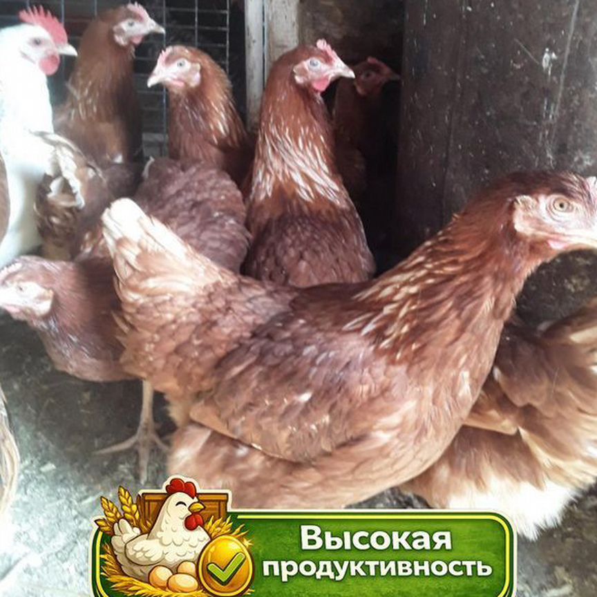 Куры несушки с доставкой