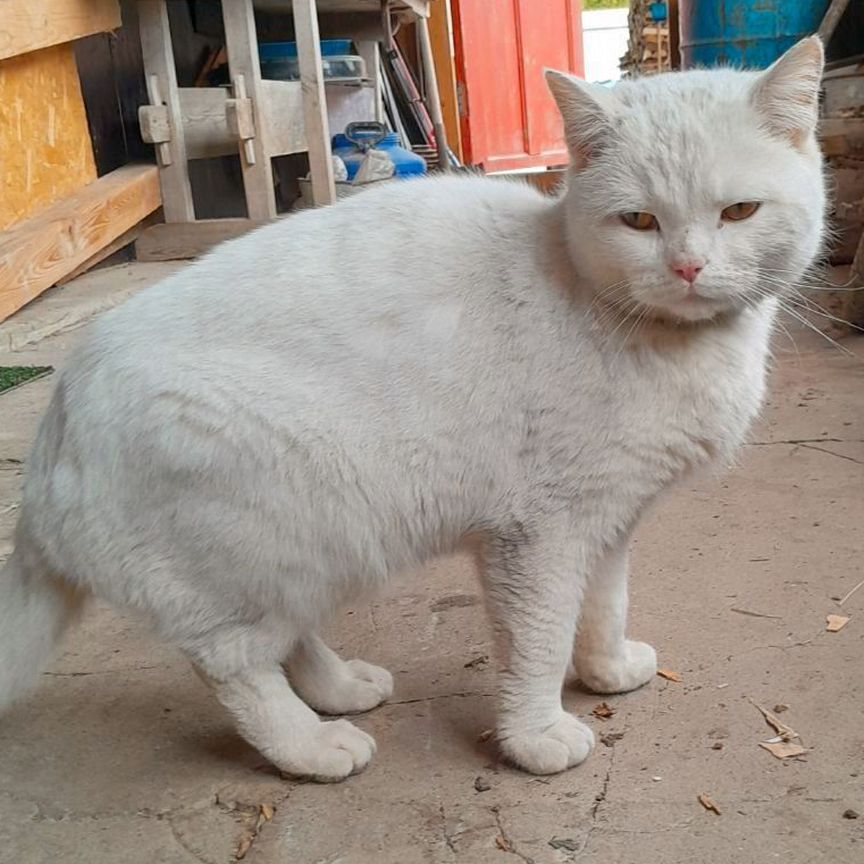 Кот Белый