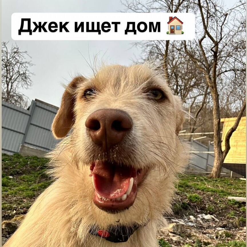 Щенок в добрые руки бесплатно
