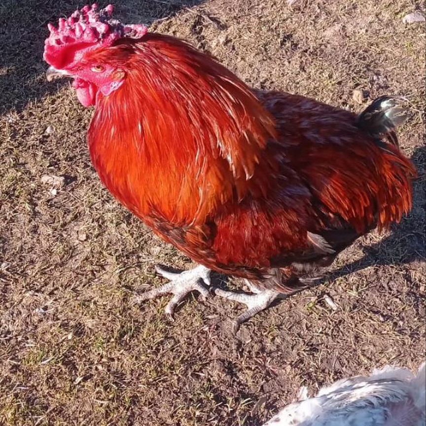 Петух Юрловский