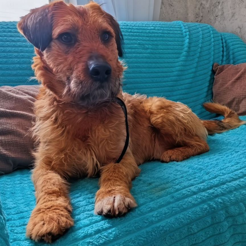 Дратхаар, взрослый пёс