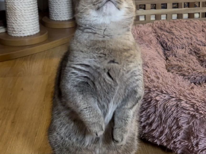 Молодая кошечка манчкин скотиш килт