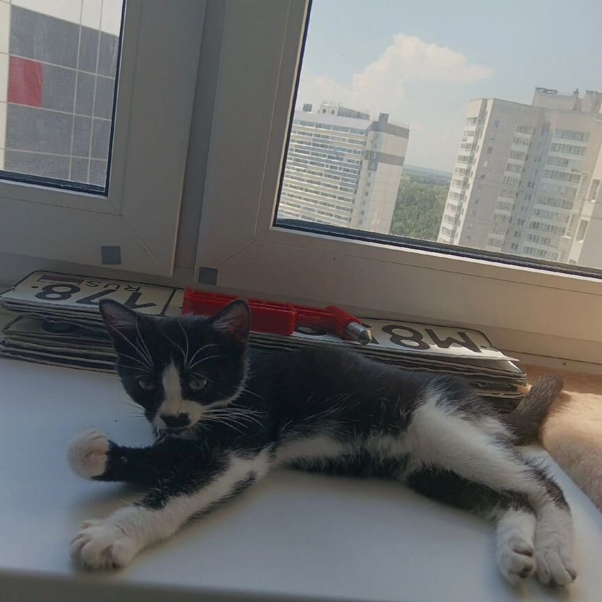 Котёнок Джек ищет дом