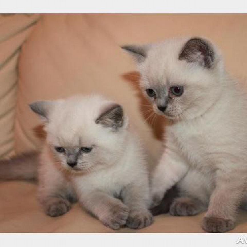 Шотландские котяточки