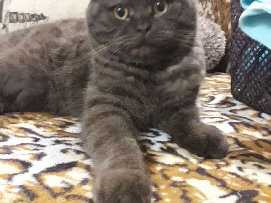 Шотландский вислоухий черный кот