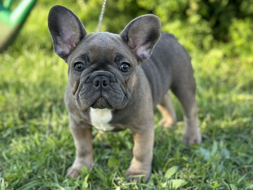 Французский бульдог