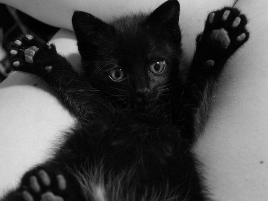 Ласковые очаровательные котятки