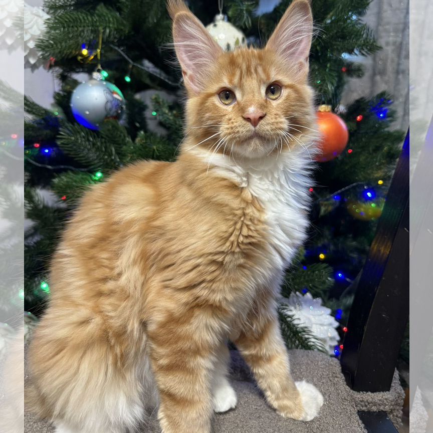 Мейн-кун котёнок