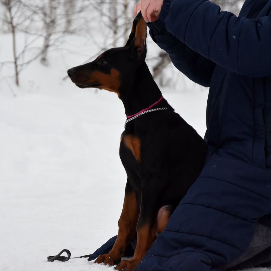 Доберман, щенок