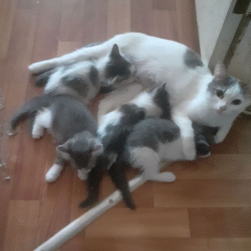 Котёнок в добрые руки