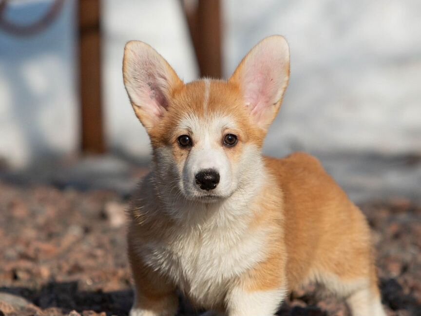 Шикарные щенки вельш корги пемброк