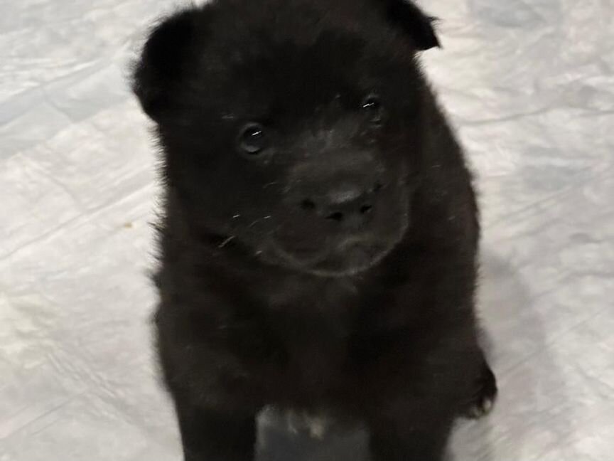 Щенок, девочка