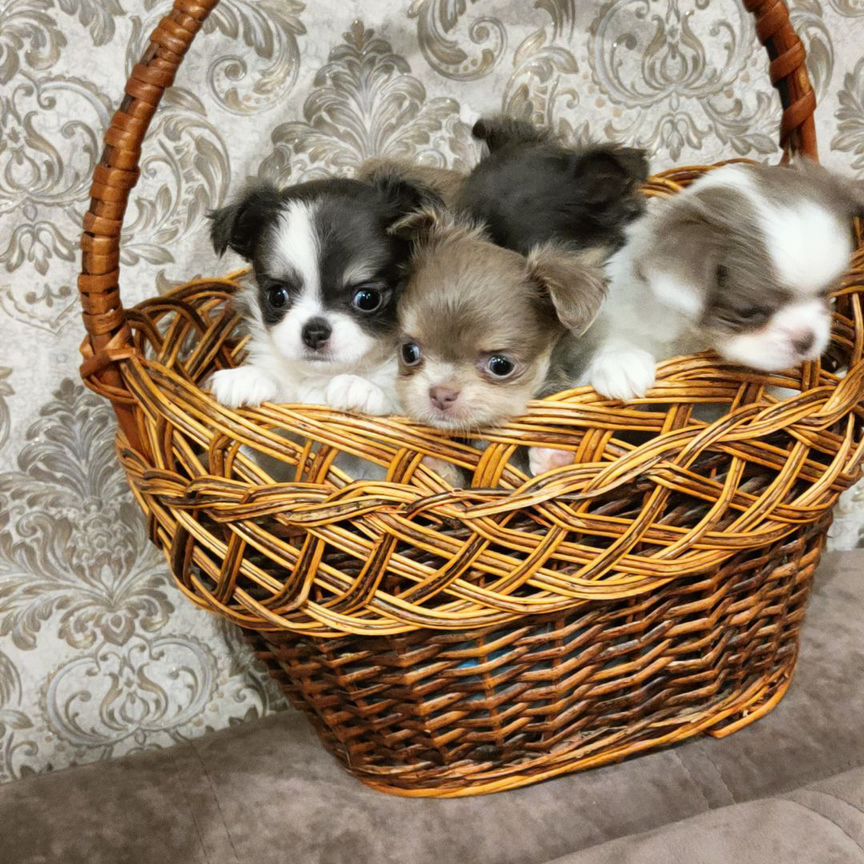 Счастье в корзинке