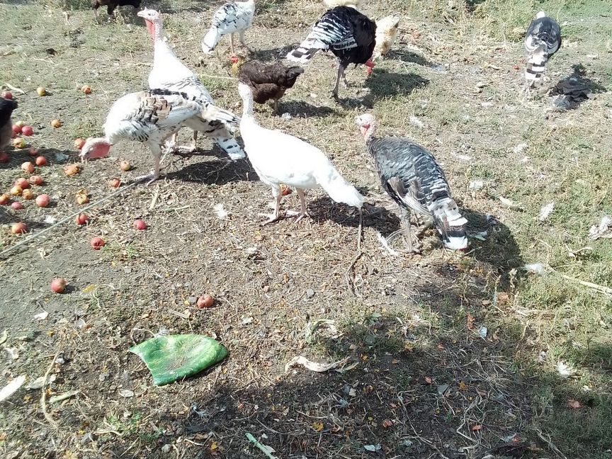 Индюки