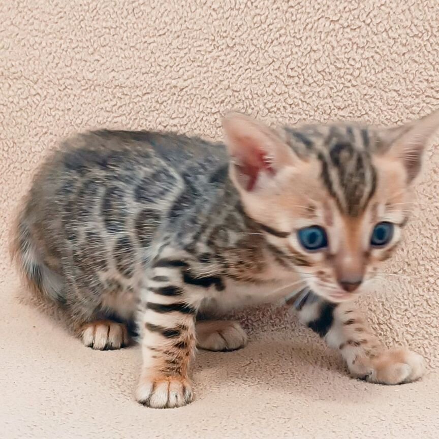 Золотая кошечка бенгалка