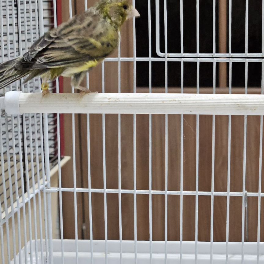 Кенара и канарейки