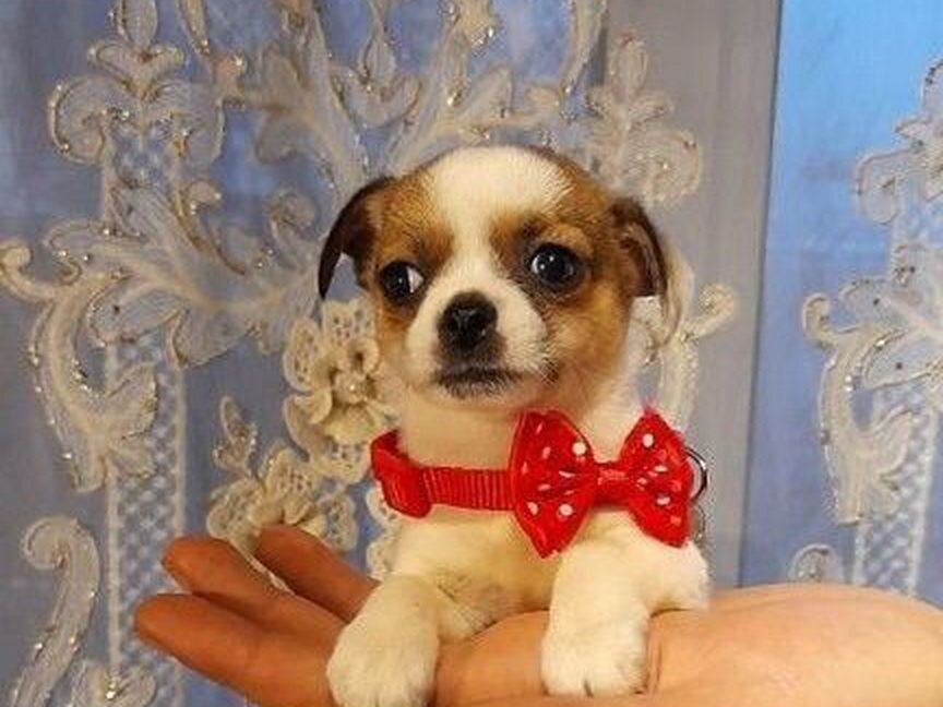 Чихуахуа.Щенки. Девочка