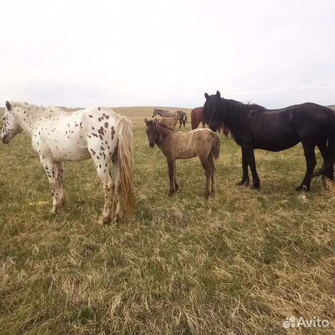 Жеребец 5 лет