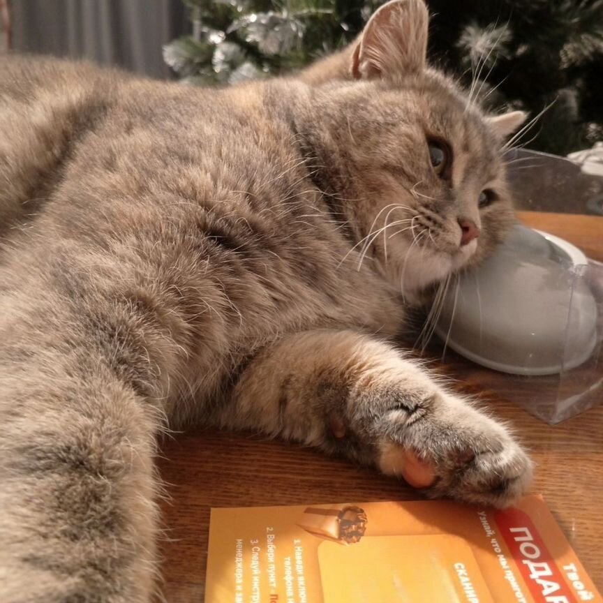 Взрослая кошка в добрые руки