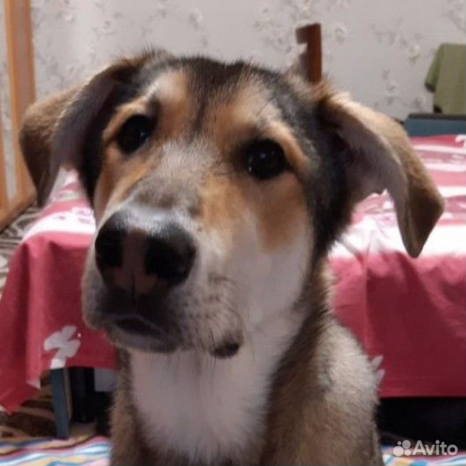 Гошу хотят отдать в приют