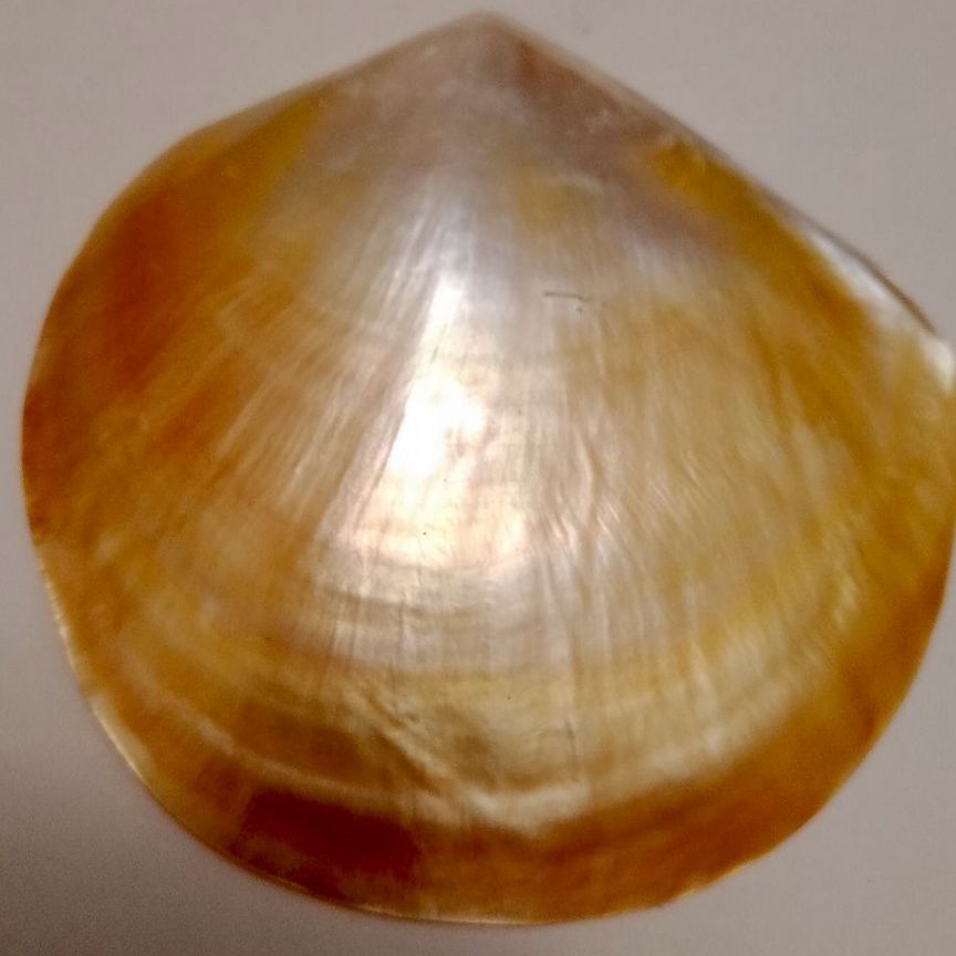Перламутровая раковина ракушка