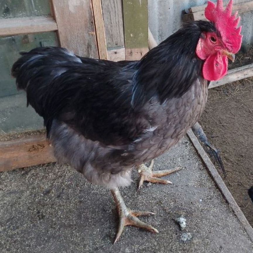 Молодые петухи Джерсийский гигант