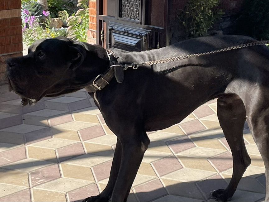 Немецкий дог