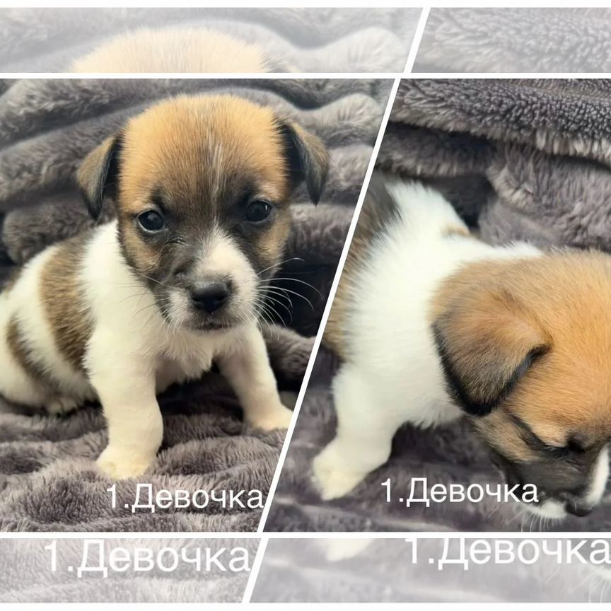 Джек-рассел-терьер, щенок