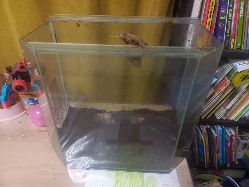 Отдам аквариум с улитками