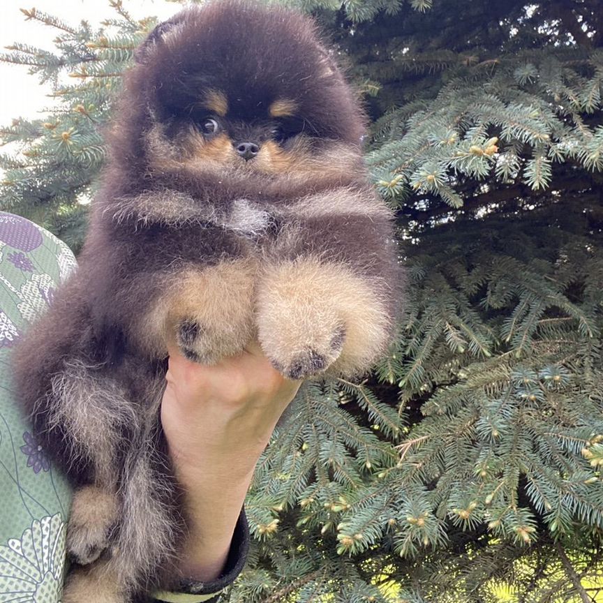 Померанский шпиц, щенок