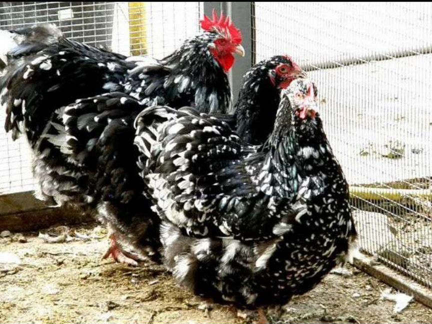 Цыплята орпингтон