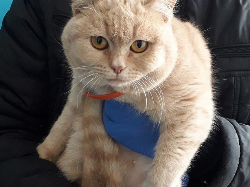 Кошка, возраст примерно 1 год