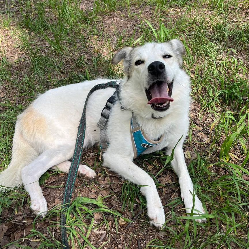 Собака тоскует в приюте