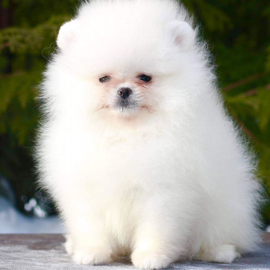 Шикарная девочка. Дочь Чемпиона России