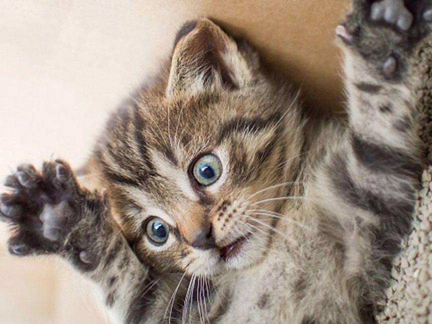 Отдам в добрые руки любого из трех маленьких котят