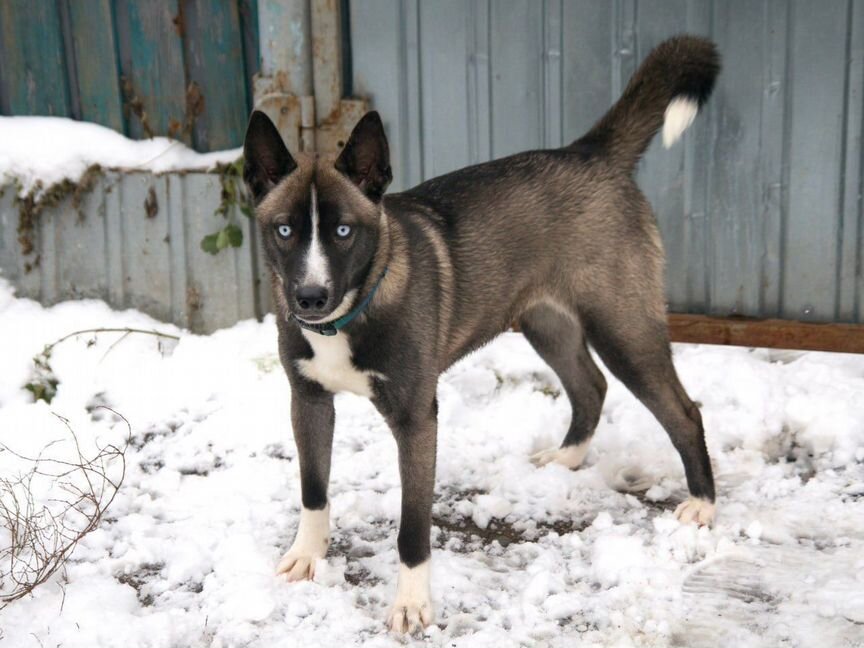 Лайка или помесь