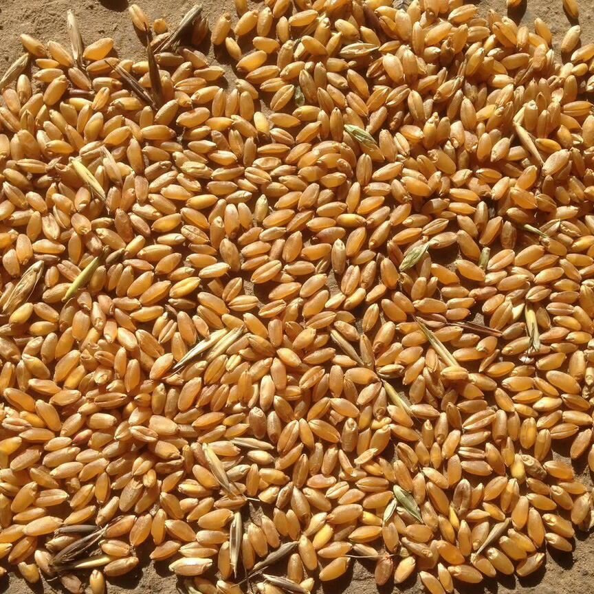 Зерно пшеница 5 тонн