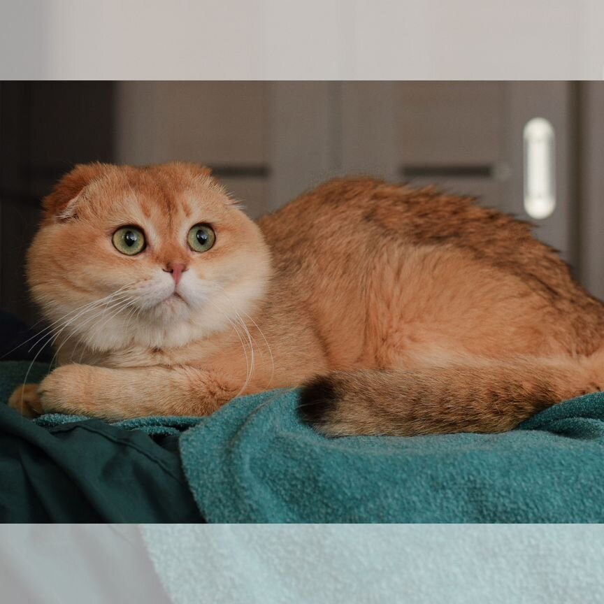 Шотландский вислоухий короткошёрстный кот, взрослый