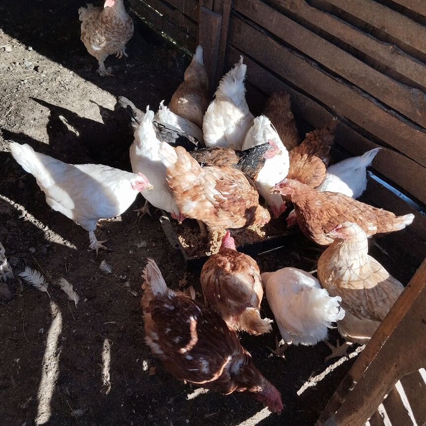 Куры несушки