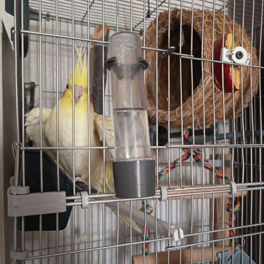 Попугай корелла с клеткой