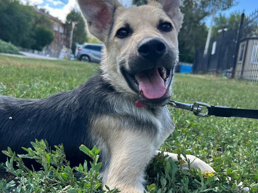 Щенок-девочка в лучшие руки