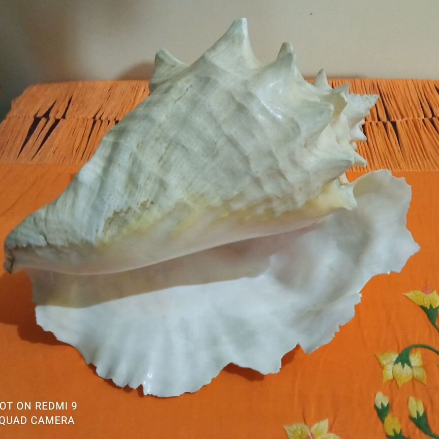Большая морская раковина ракушка